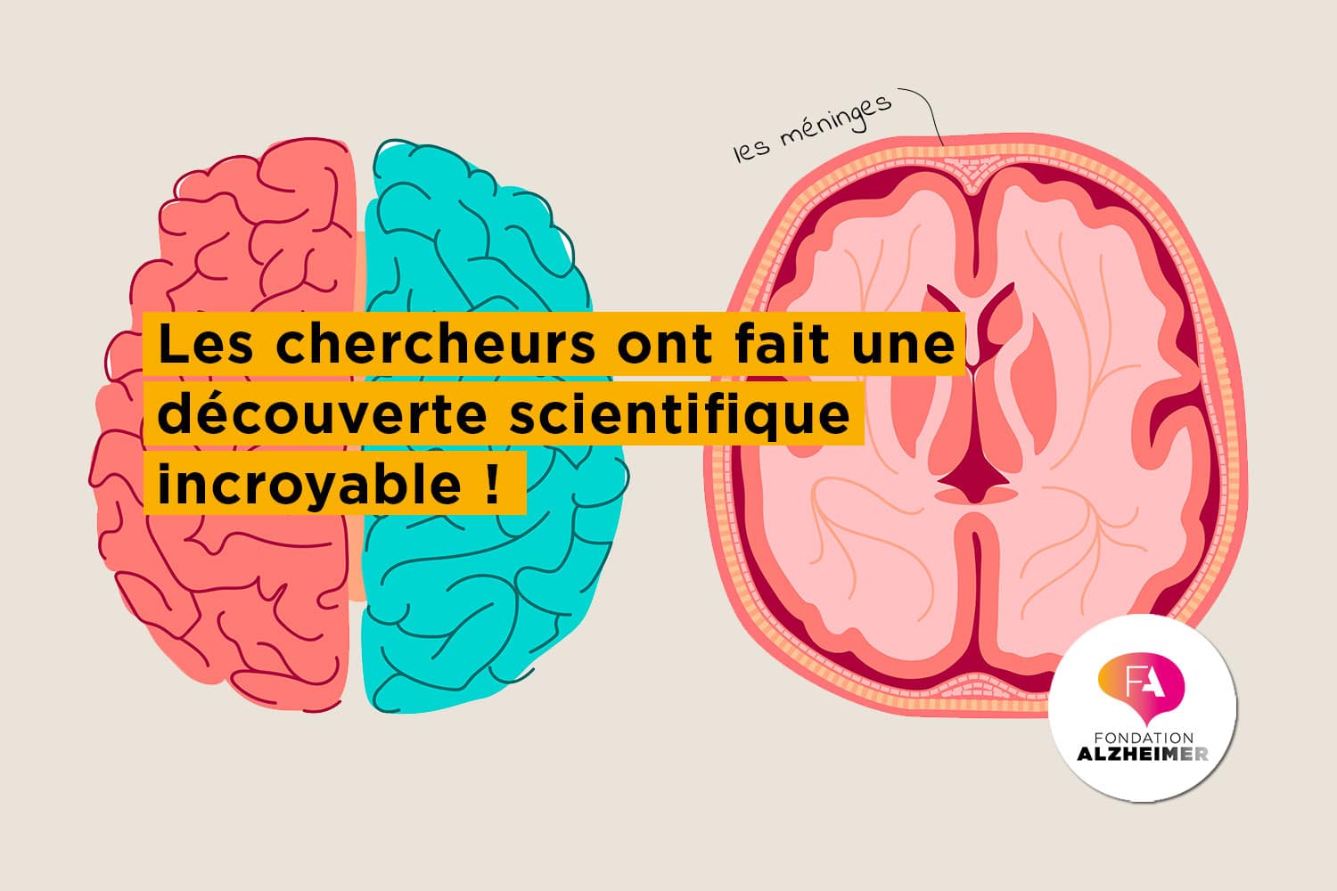 Du nouveau pour nos méninges ! - Fondation Alzheimer